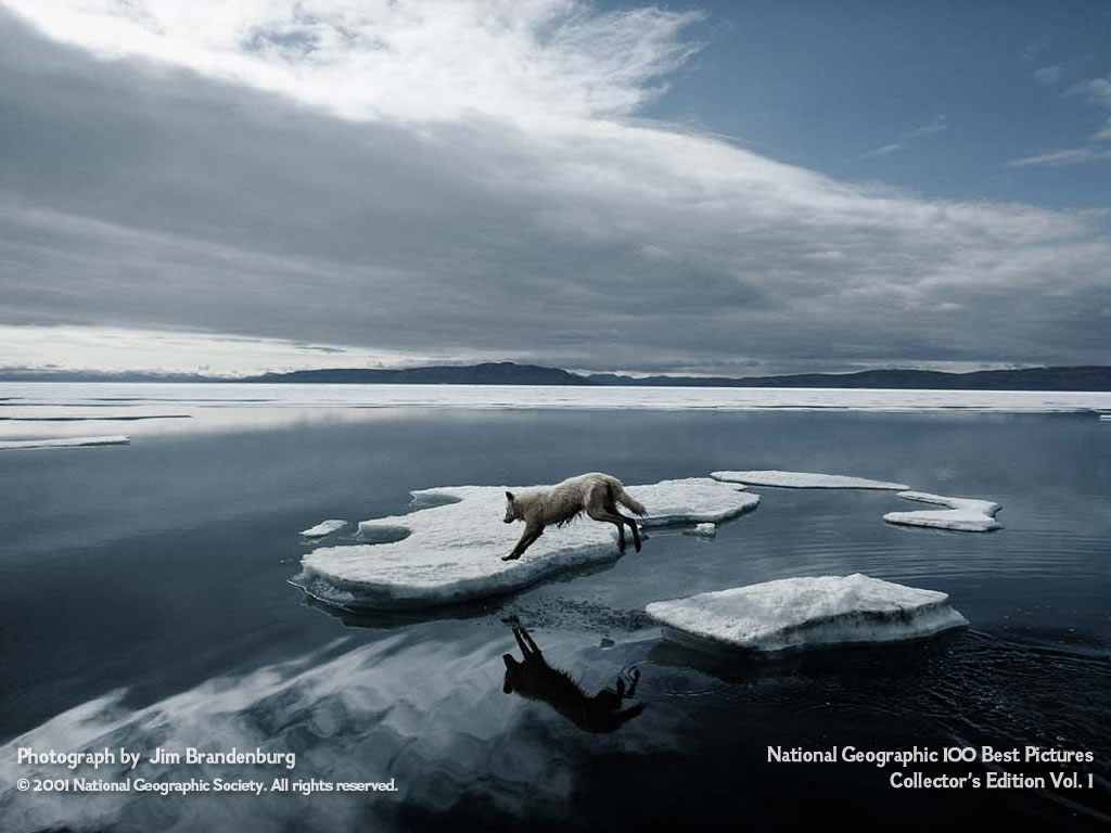 National Geographic - Ice Wolf_jpg - ntacalabria.it