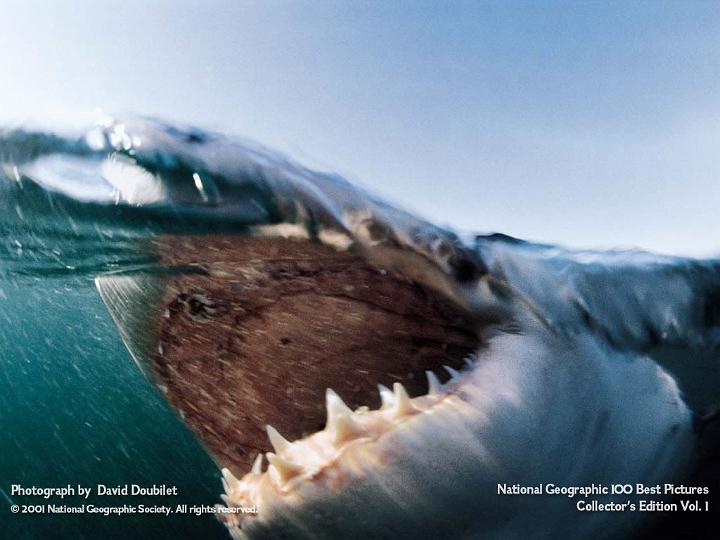 National Geographic - Great White Shark_jpg - ntacalabria.it