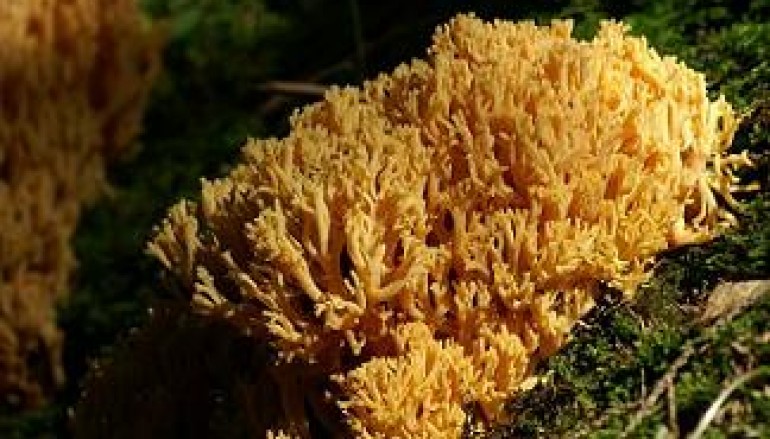 Ditole alla mediterranea - Ntacalabria.it