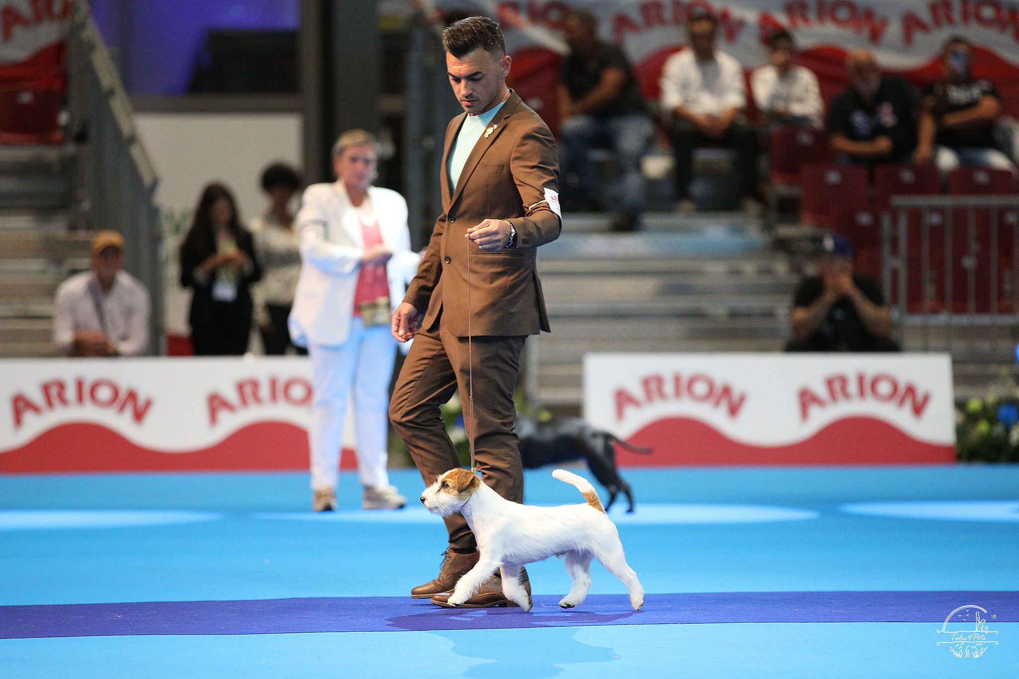 Pietro Nucera alla conquista del mondo con i Jack Russell Terrier