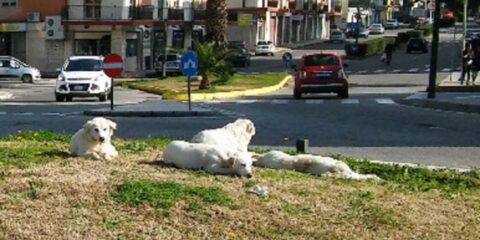 Randagismo in Calabria: canili sovraffollati e costi alle stelle